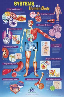 Poster: Systems of The Human Body (Laminated) - Edulab